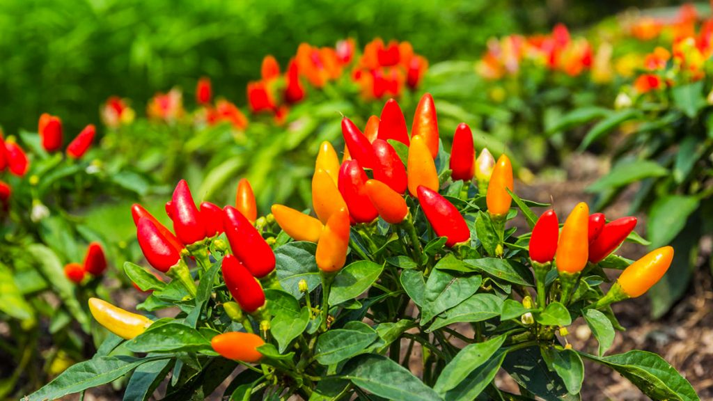 Uthull Molle apo Uthull Rrushi - Dallimet e Vlerave - AgroWeb