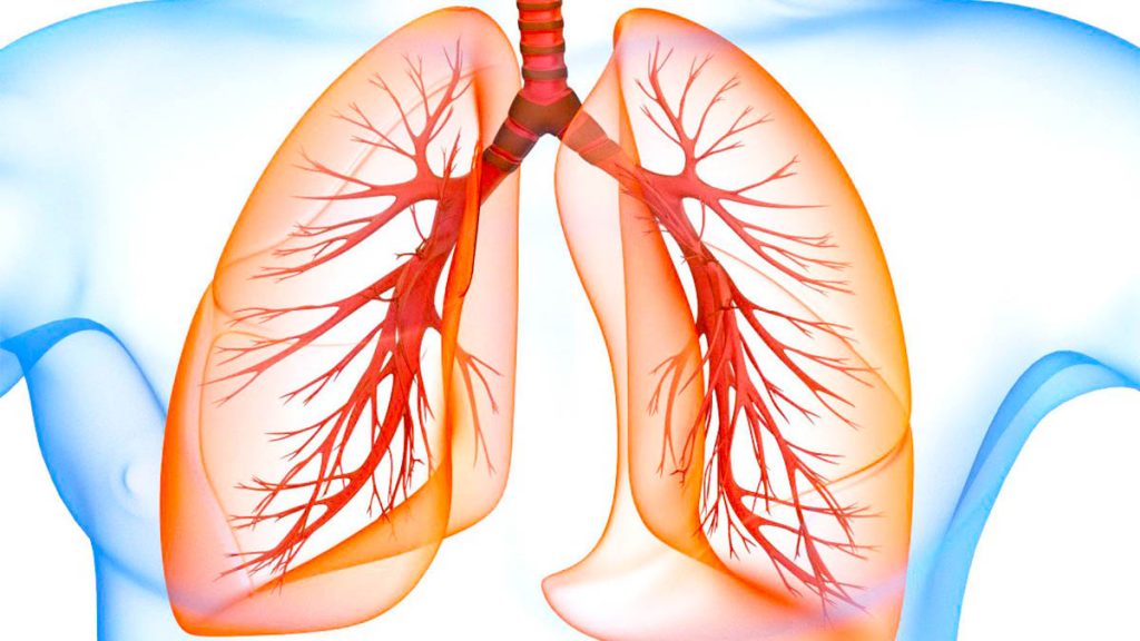 Patëllxhani Turk – Varieteti I Veçantë Plot Shije Dhe Vlera - AgroWeb