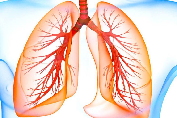 Ushqimet Më Të Mira Për Shëndetin e Mushkërive dhe Jetë të Gjatë - AgroWeb