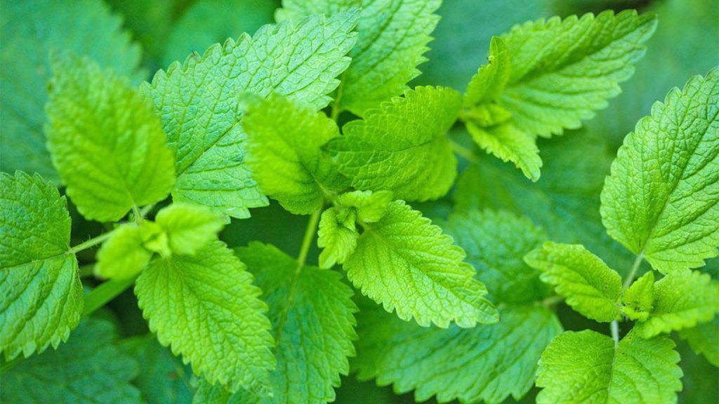 bime mjekesore - AgroWeb