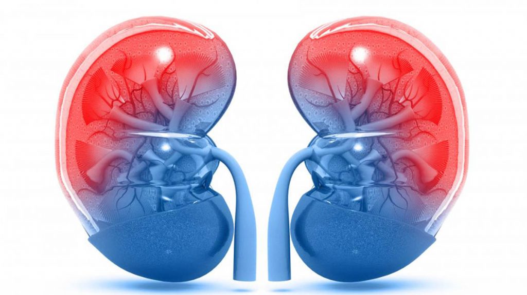 Informacione Bazë që Duhet t'i Dini për Dhimbjet e Veshkave - AgroWeb