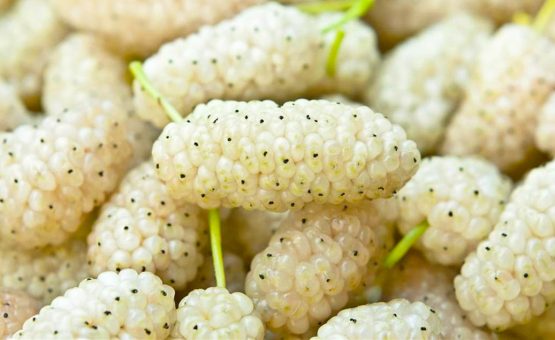 mani i bardhe - AgroWeb