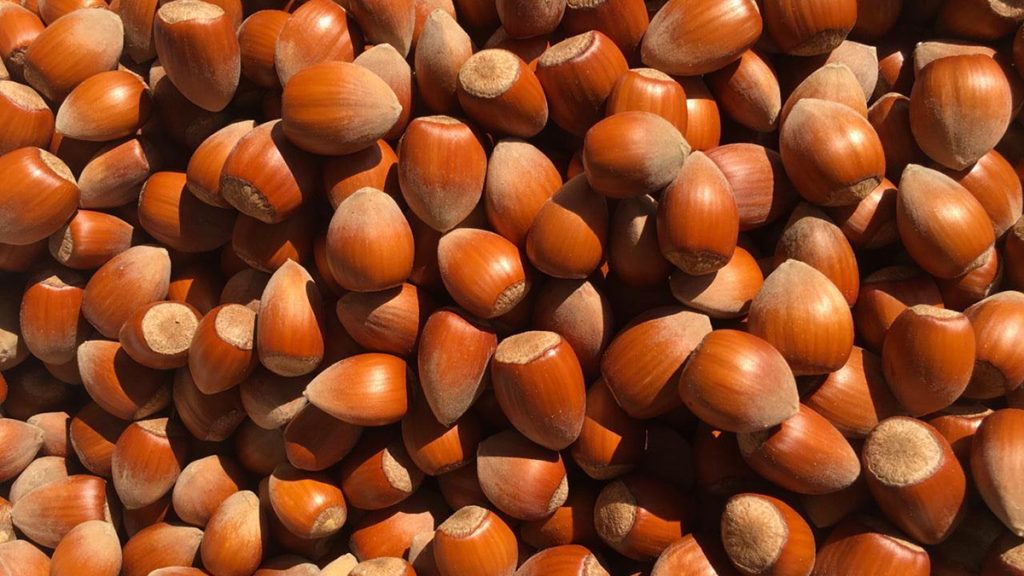 Trupi & Shëndeti - AgroWeb