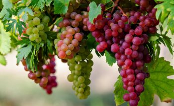 Rrush me Ere - AgroWeb