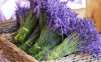 bimesia ne shqiperi - AgroWeb