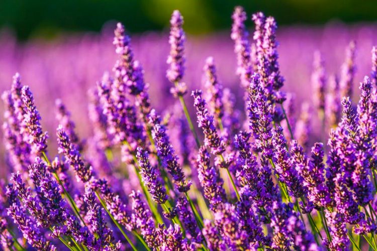 Shqipëria Një Nga 25 Eksportuesit Kryesorë të Bimëve Mjekësore - AgroWeb