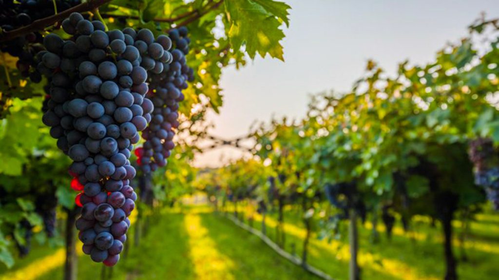 Kultivimi i Vreshtave të Rrushit - Një Biznes Në Rritje Në Shqipëri ...