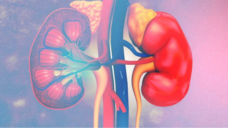 Si të Mbroni Veshkat - Mënyrat Natyrale - AgroWeb