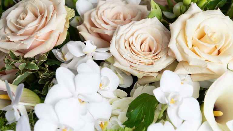 Verdhëza - Si Dallohet dhe Kurohet - AgroWeb