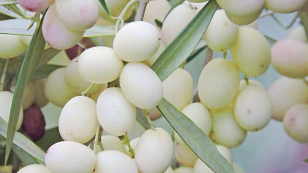 white-olive-720x383 (1) - AgroWeb