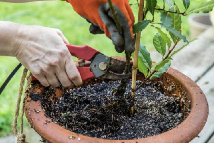 Përse Duhet Të Mbillni Dafinë Gjatë Karantinës - AgroWeb