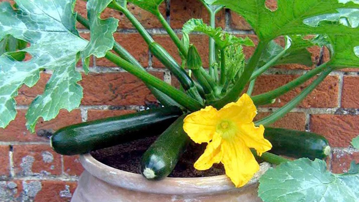 kungulleshka - AgroWeb