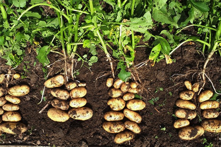 Patatja e Verdhë Vermoshit - Traditat e Vjetra të Kultivimit - AgroWeb