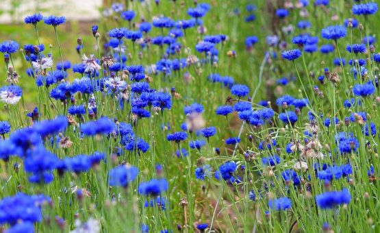 BIME MEDICINALE - AgroWeb