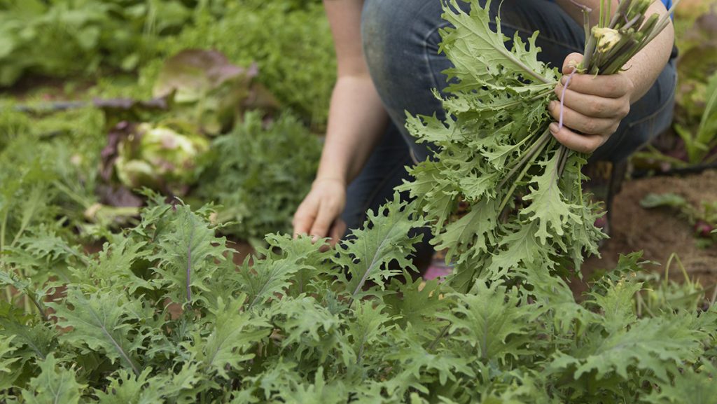 Receta Fantastike e Bukëvales së Kripur me Vaj Ulliri - AgroWeb