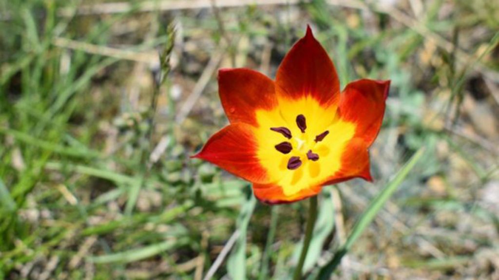 Lista e Kuqe e Shqipërisë – Bimët e Rrezikuara Marrin Statusin e ...