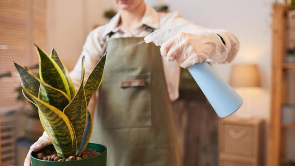 LULE SHPATA - AgroWeb