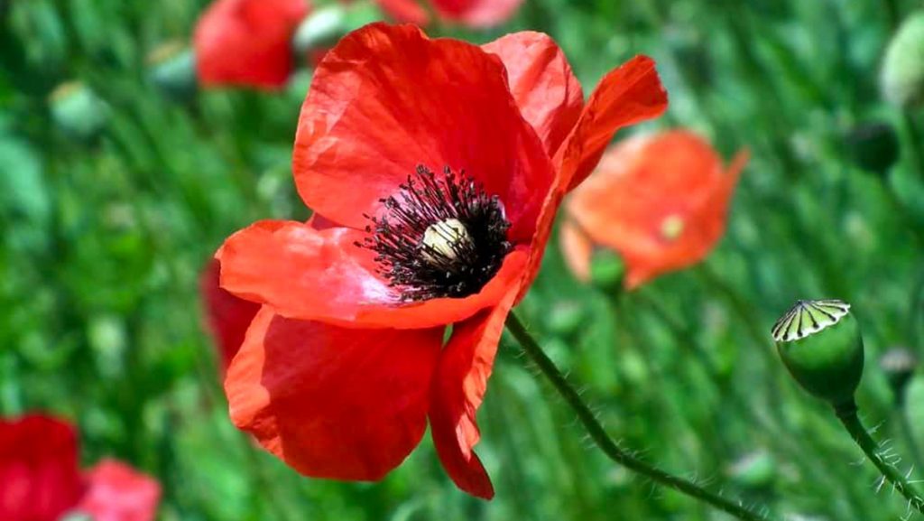 Vlerat e Lulëkuqeve Rrezatuese të Shqipërisë - AgroWeb