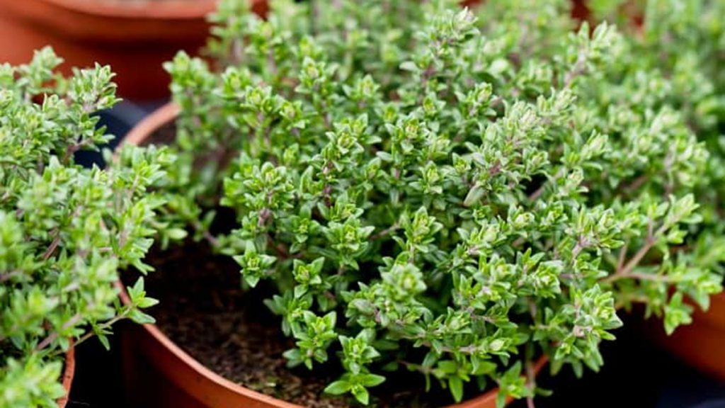 Shampite - Delikatesa e Ëmbëltoreve të Kosovës - AgroWeb