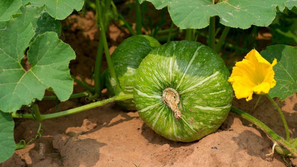 Kungulli i Byrekut - Si ta Mbillni në Shtëpitë Tuaja - AgroWeb