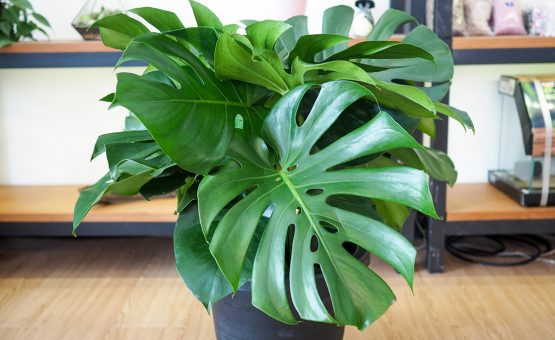 LULE SHPATA - AgroWeb