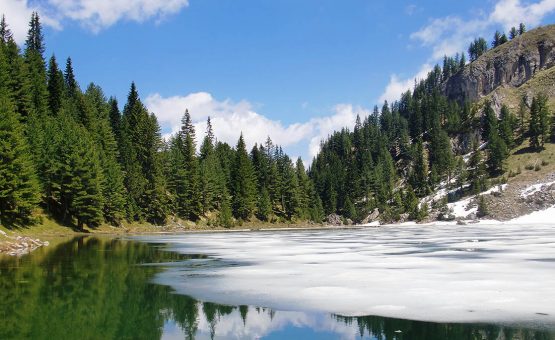 Ajri i paster - AgroWeb