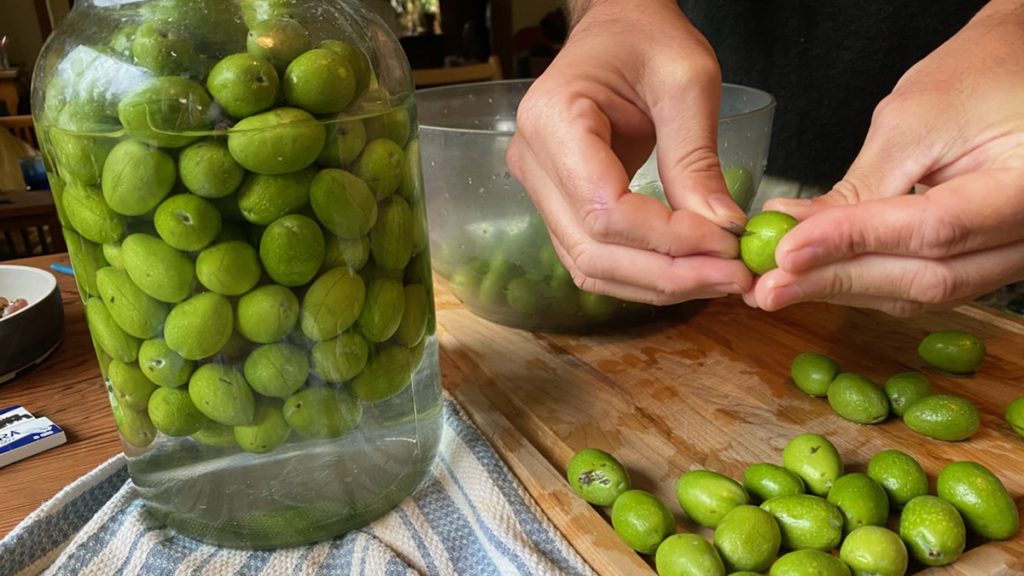 Si të Përgatisni Shëllirën për Ullinjtë – Mënyra më e Mirë - AgroWeb