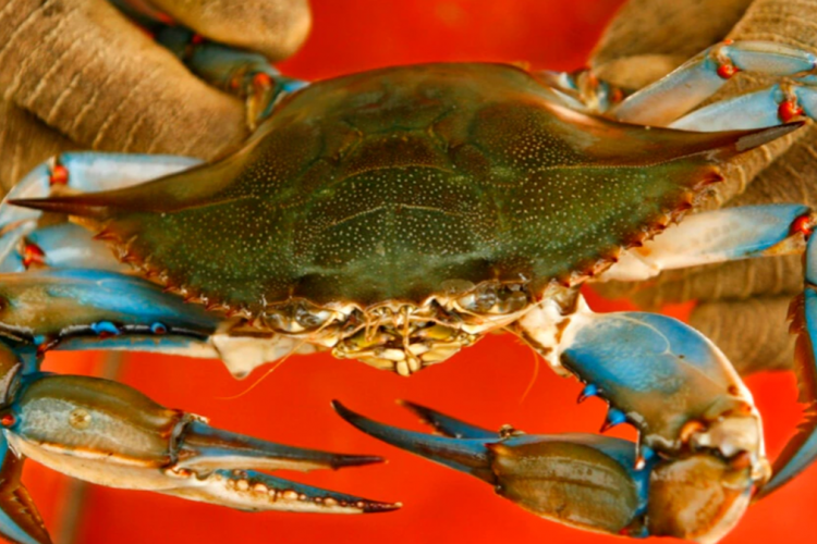 Gaforrja blu në ujërat shqiptare rrit dëmet për peshkatarët - AgroWeb