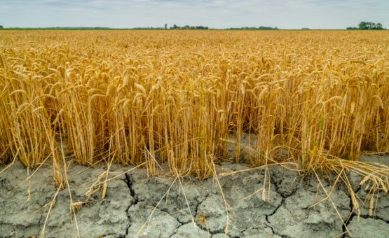 Faqja Kryesore - AgroWeb