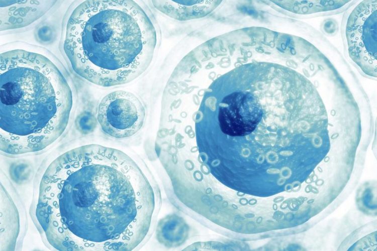 Covid-19 redukton qelizat staminale në gjak - AgroWeb