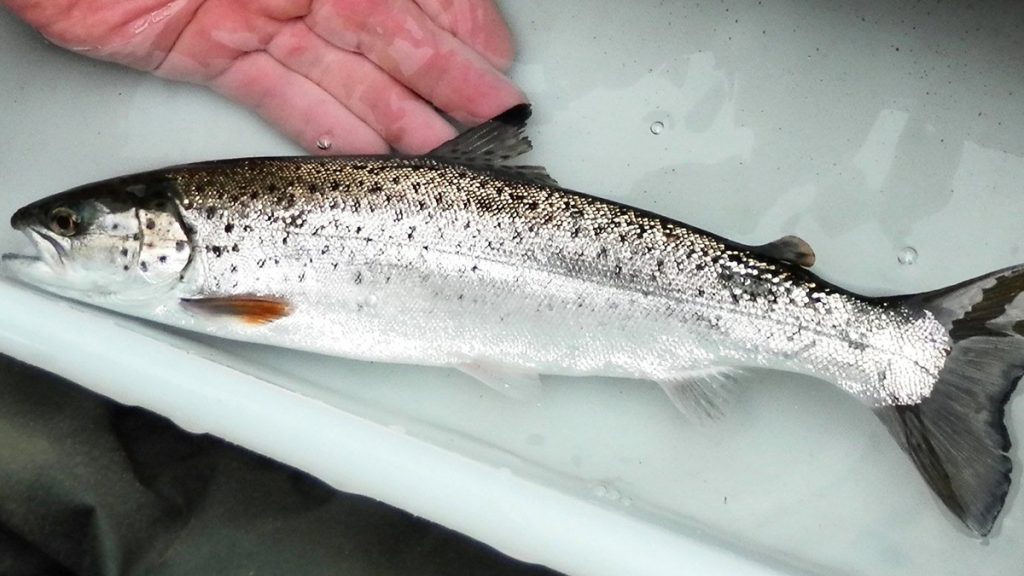 Trofta e Malit - Peshku Që Po Kultivohet Në 1000 Metra Lartësi - AgroWeb